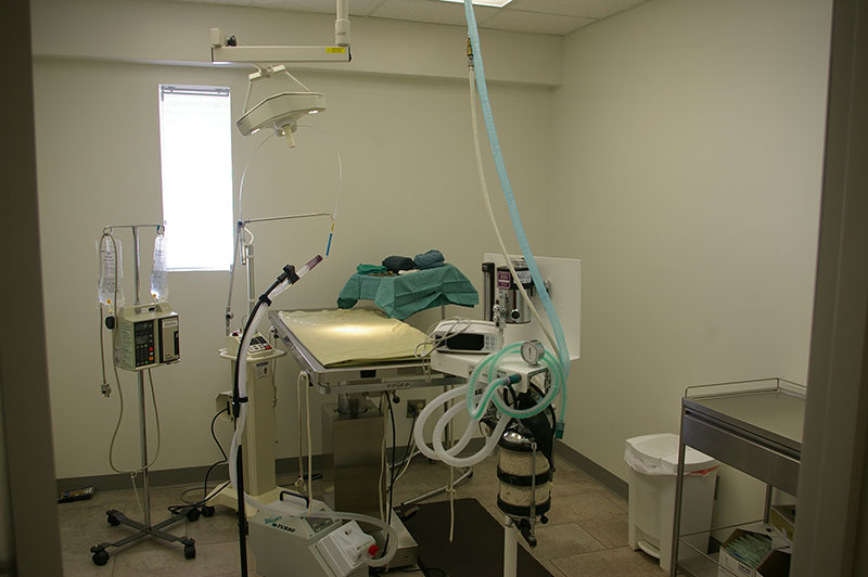 Soft Tissue Surgery in Edmonton, AB - The Spay Clinic